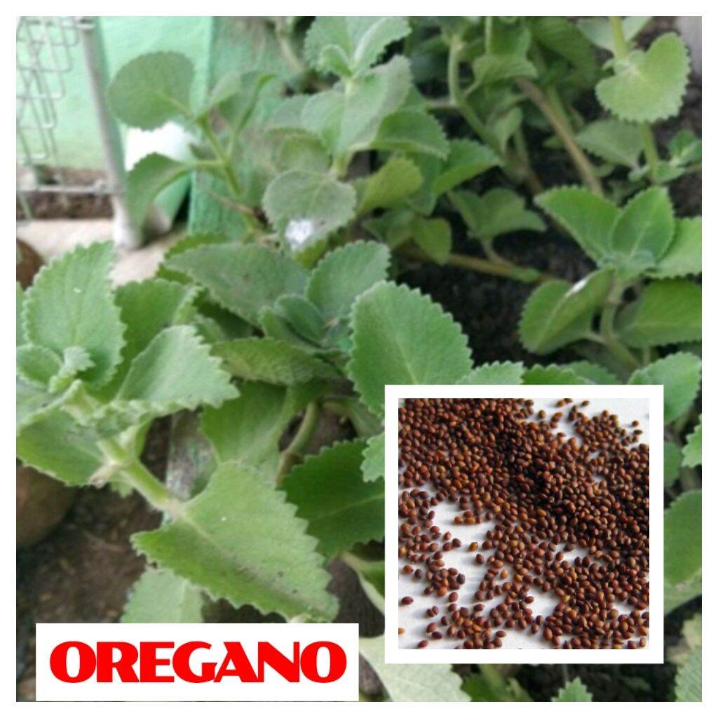 OREGANO SEEDS FOR PLANTING ( 30 SEEDS ) HERBS | Lazada PH