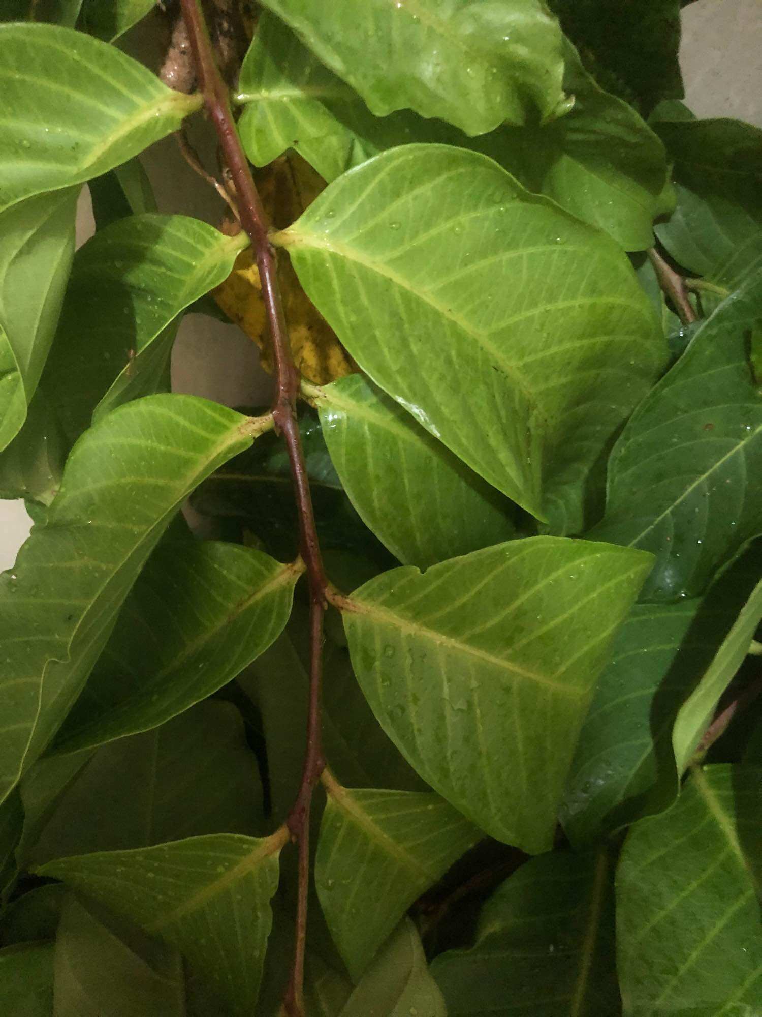 Banaba Leaves (Fresh or Dried) | Lazada PH