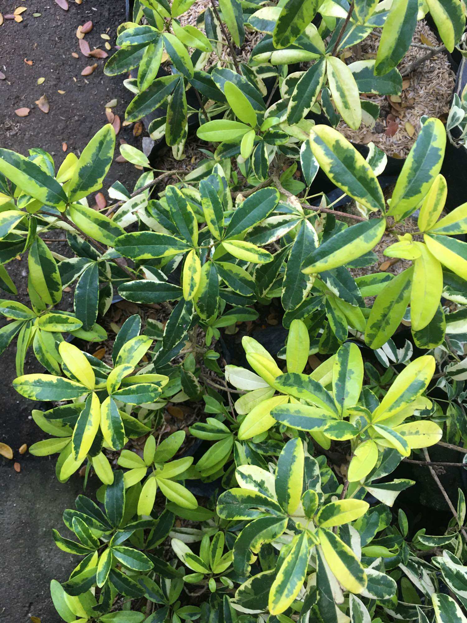 Ravena plant | Lazada PH