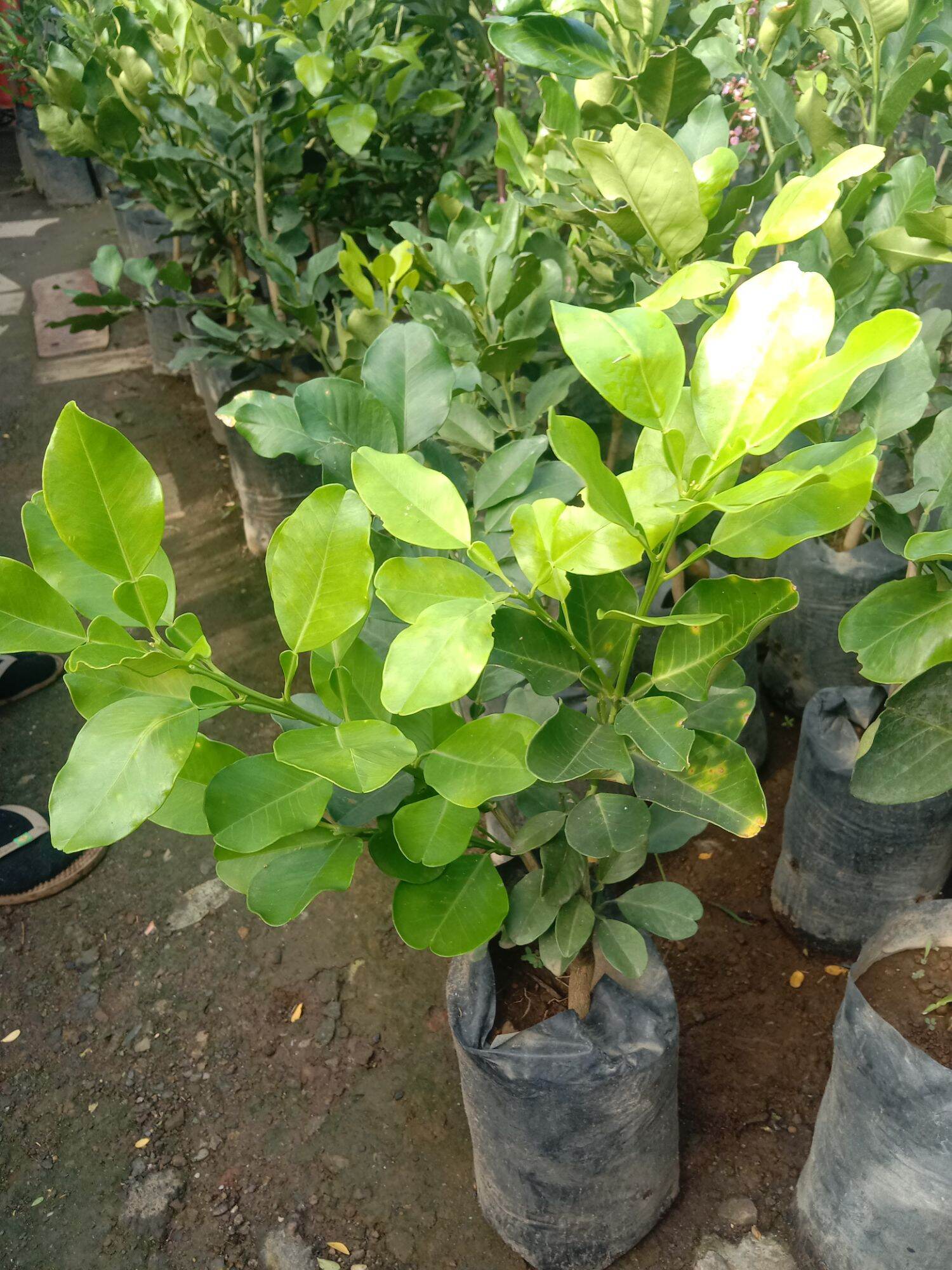 Pomelo fruit bearing | Lazada PH