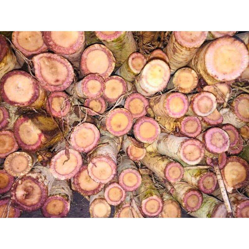 [HealingherbsPh] Fresh ALINGATONG ROOTS (RED VARIETY) /HERBAL TEA 1KG ...