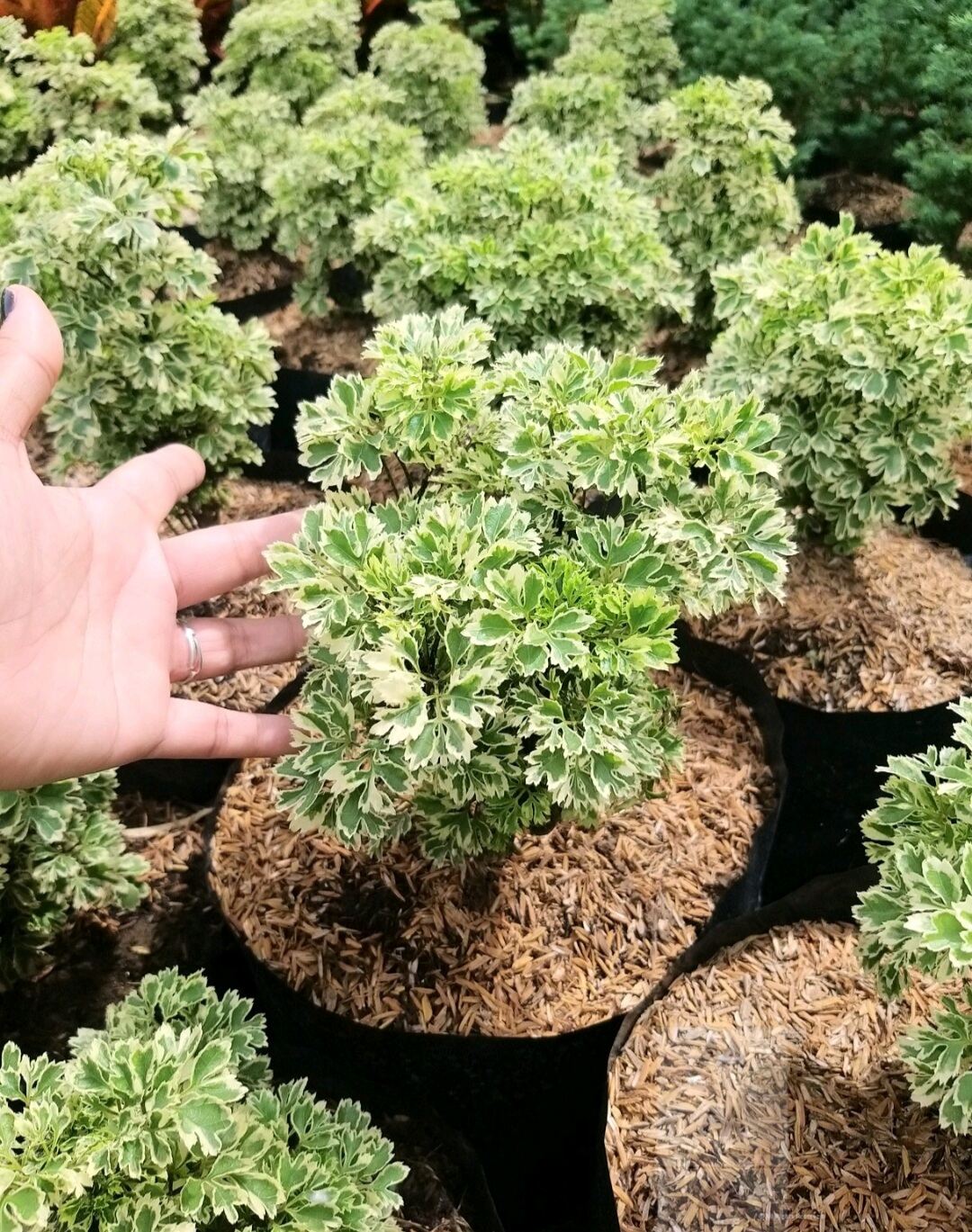 Variegated Dwarf Ming Aralia (Polyscias fruticosa variegata) | Lazada PH