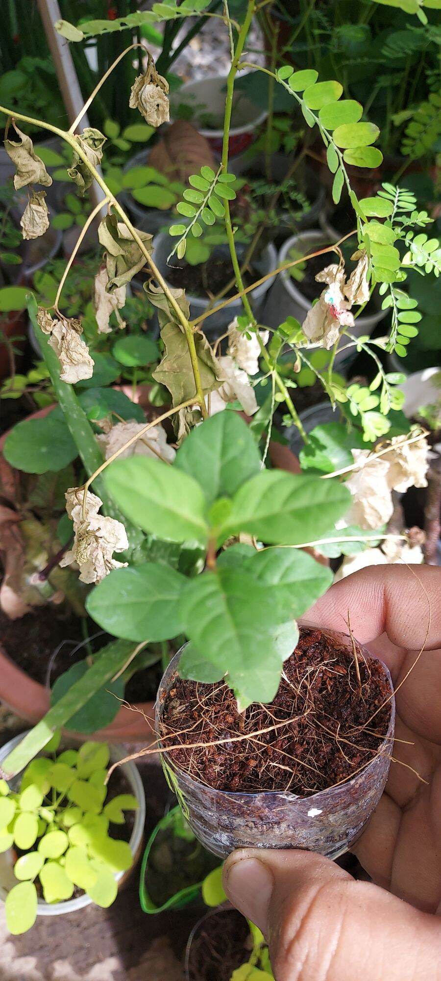 Apple Guava Giant Guapple | Lazada PH