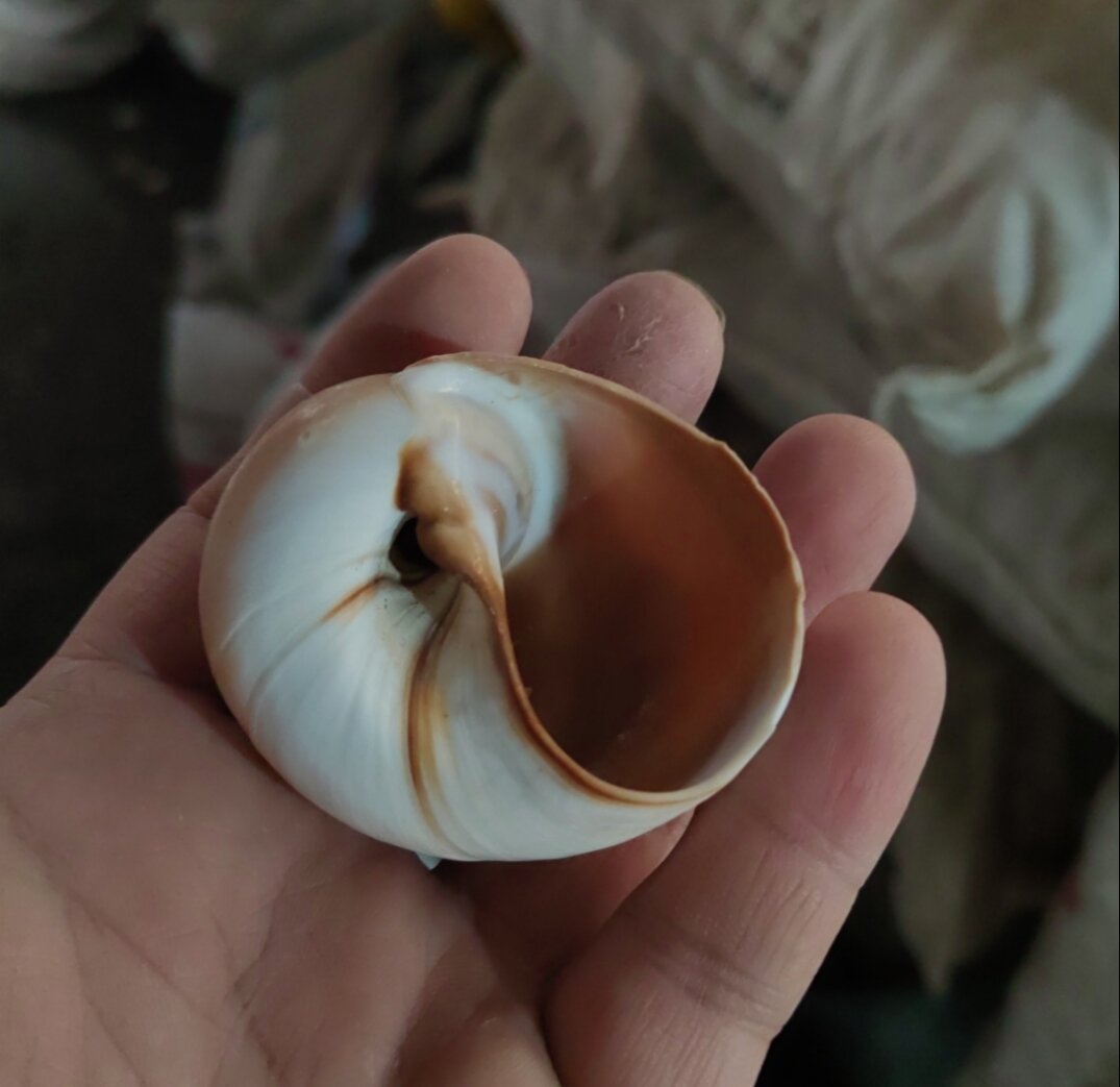 Natural Conch Cat Eye Conch Hermit Crab Special Replacement Shell Sanhu ...