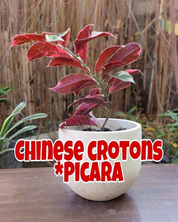 Picara Live plant/Luzon only | Lazada PH