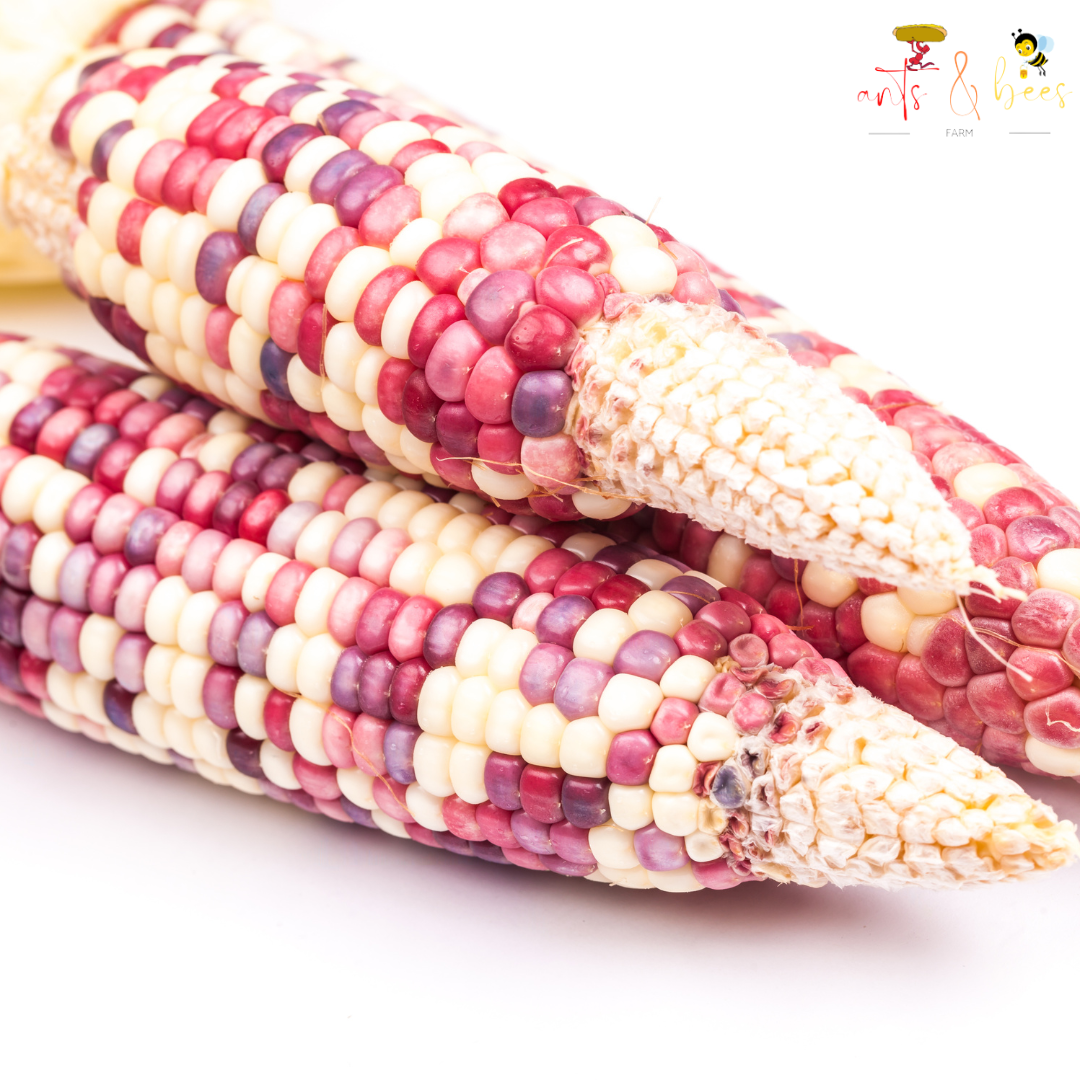 batik corn binhi pantanim 20 seeds | Lazada PH