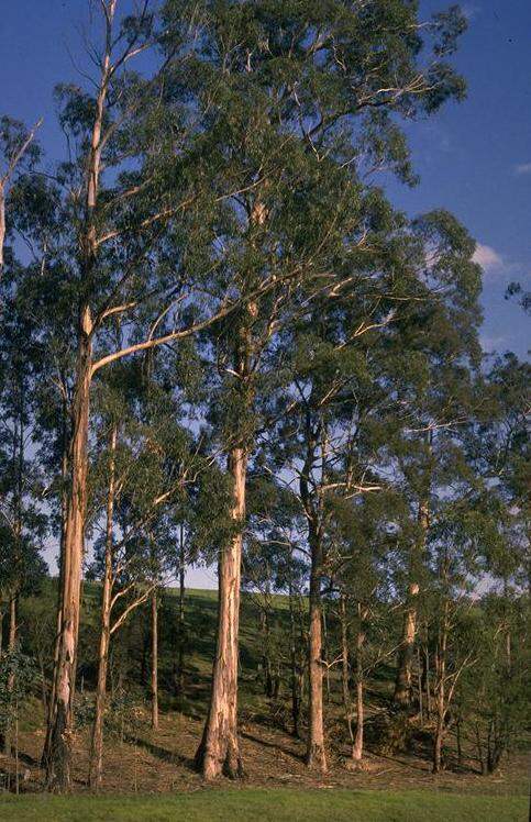 Eucalyptus Globulus Blue Gum Tree Seedlings | Lazada PH