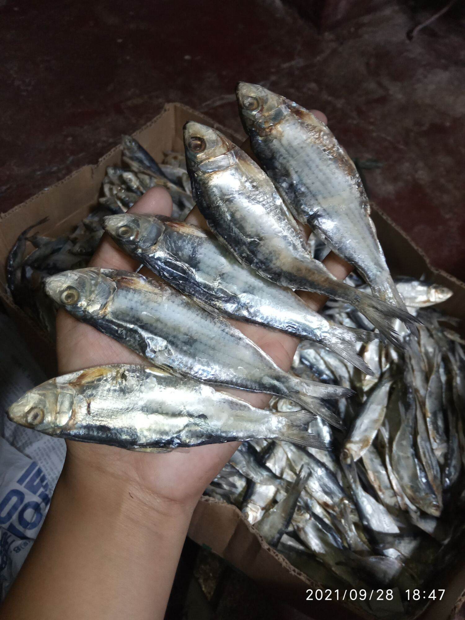 Salinas tuyo Bagong bago best seller Ng Pilipinas 500g | Lazada PH