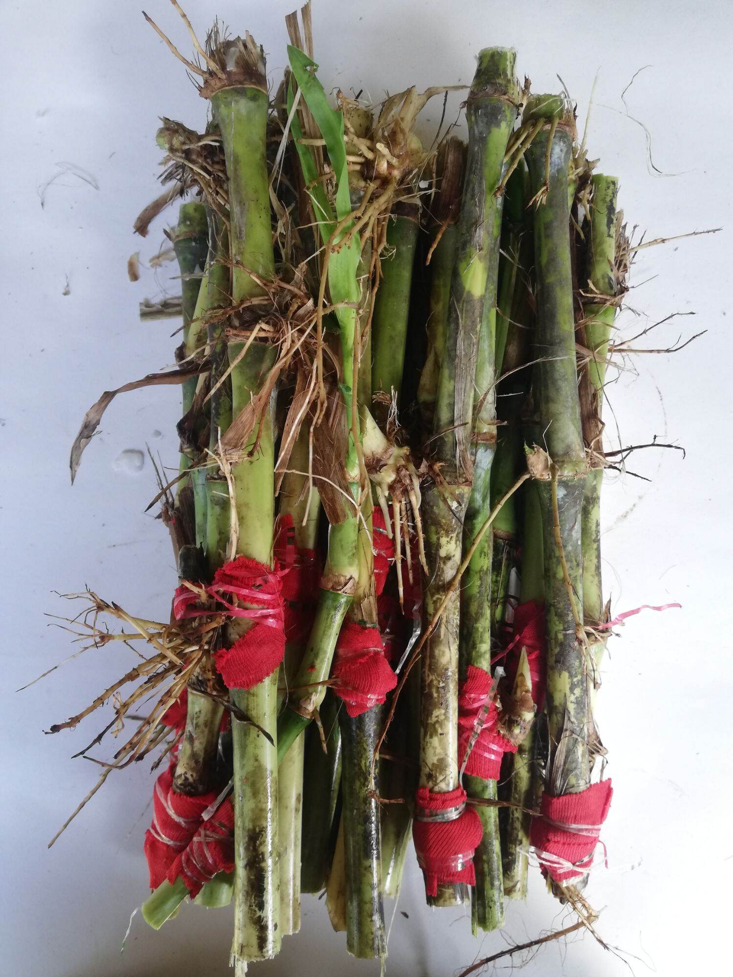 Napier grass cutting 20 pcs plus free cutting | Lazada PH