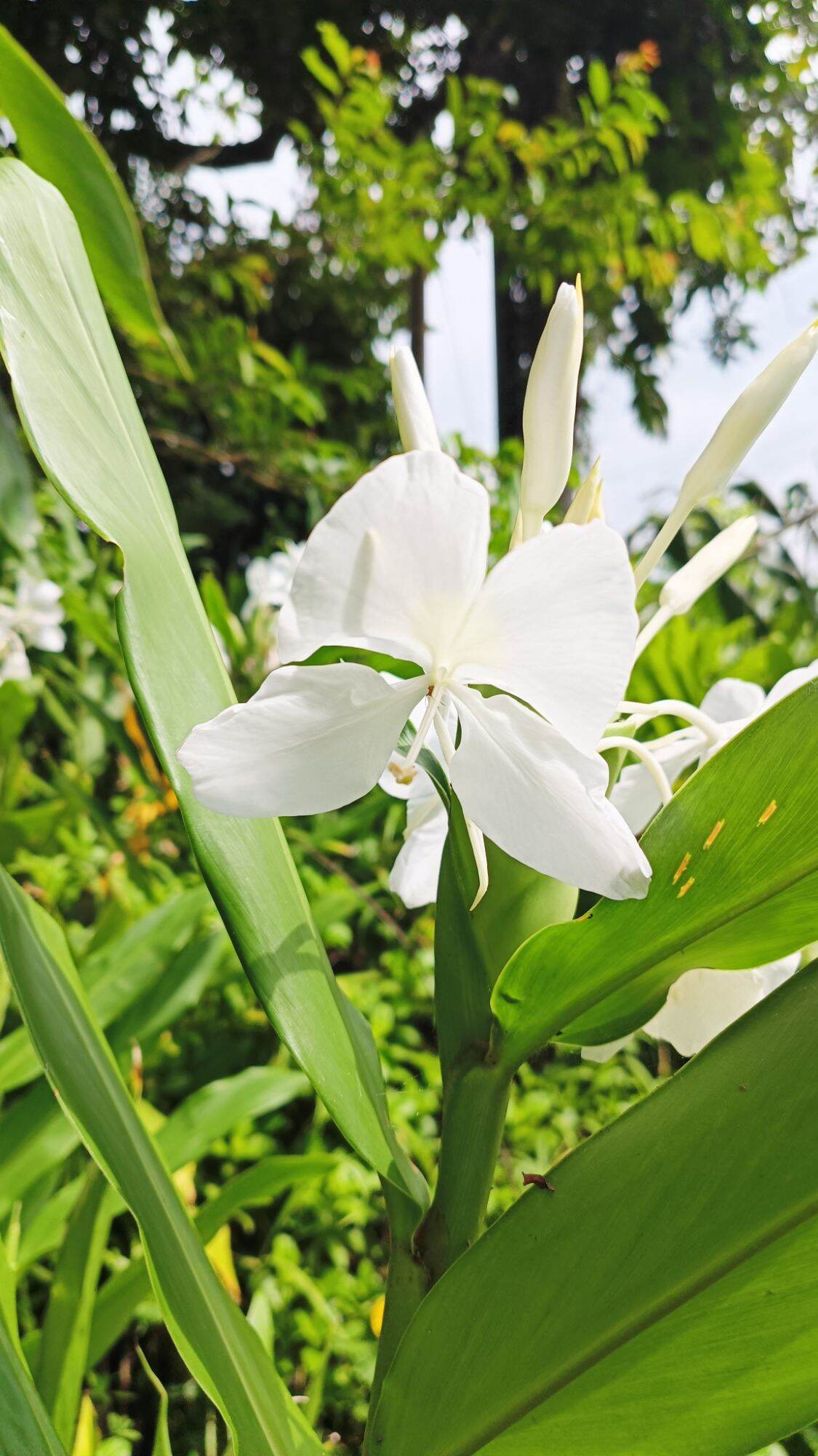 Camia White Ginger Live Plant Seedlings | Lazada PH