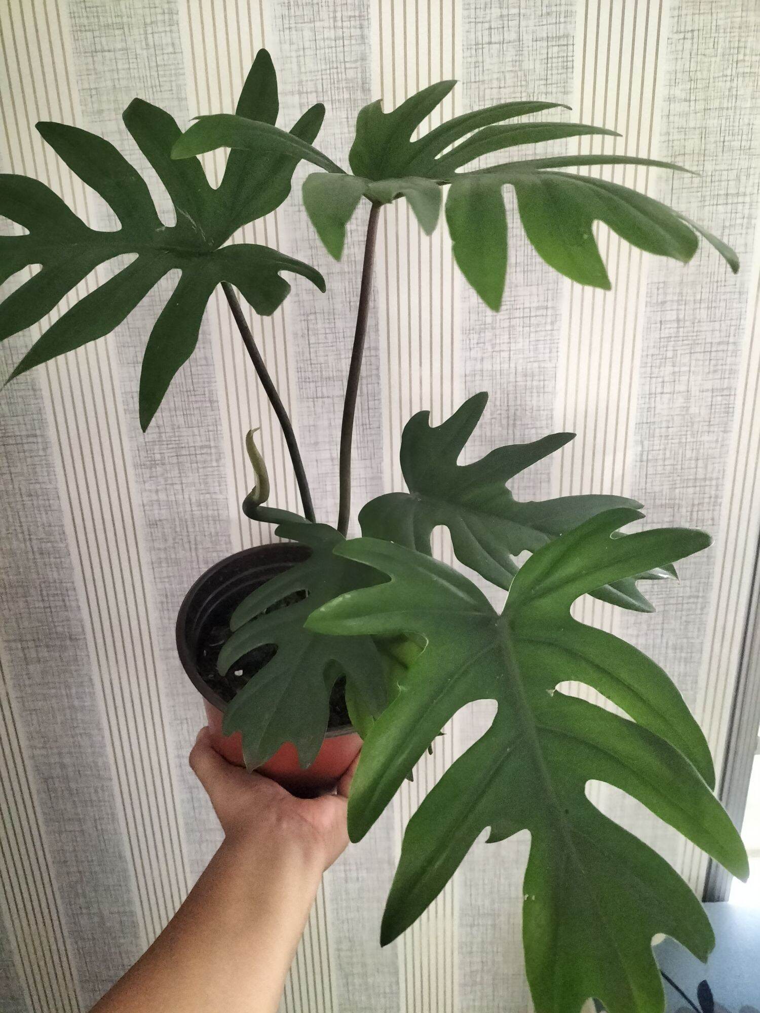 Philodendron Mayoi indoor outdoor live plants | Lazada PH