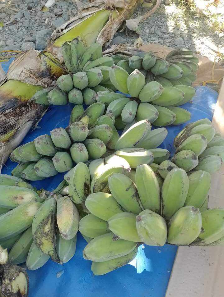 Types Of Saging