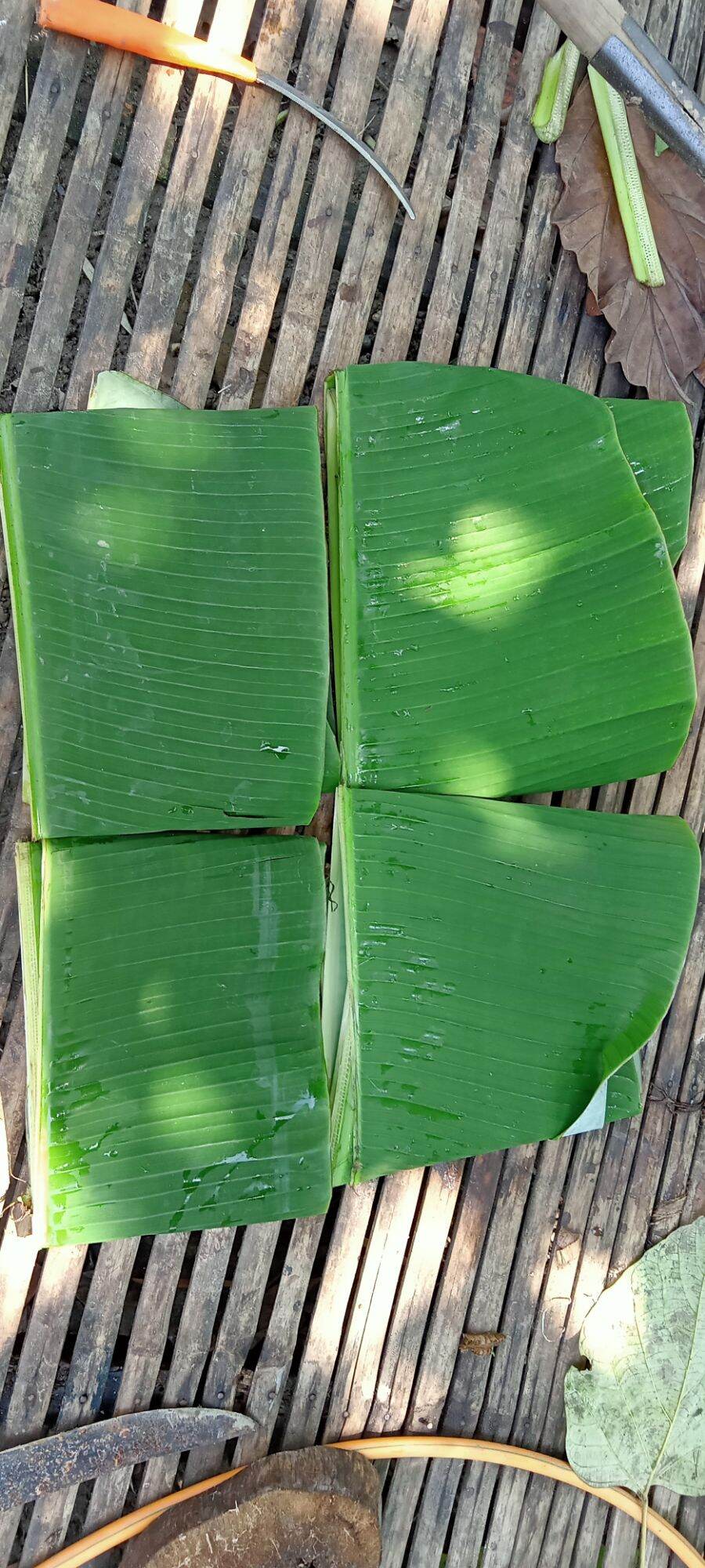 Dahon ng saging, Natural Banana leaves | Lazada PH