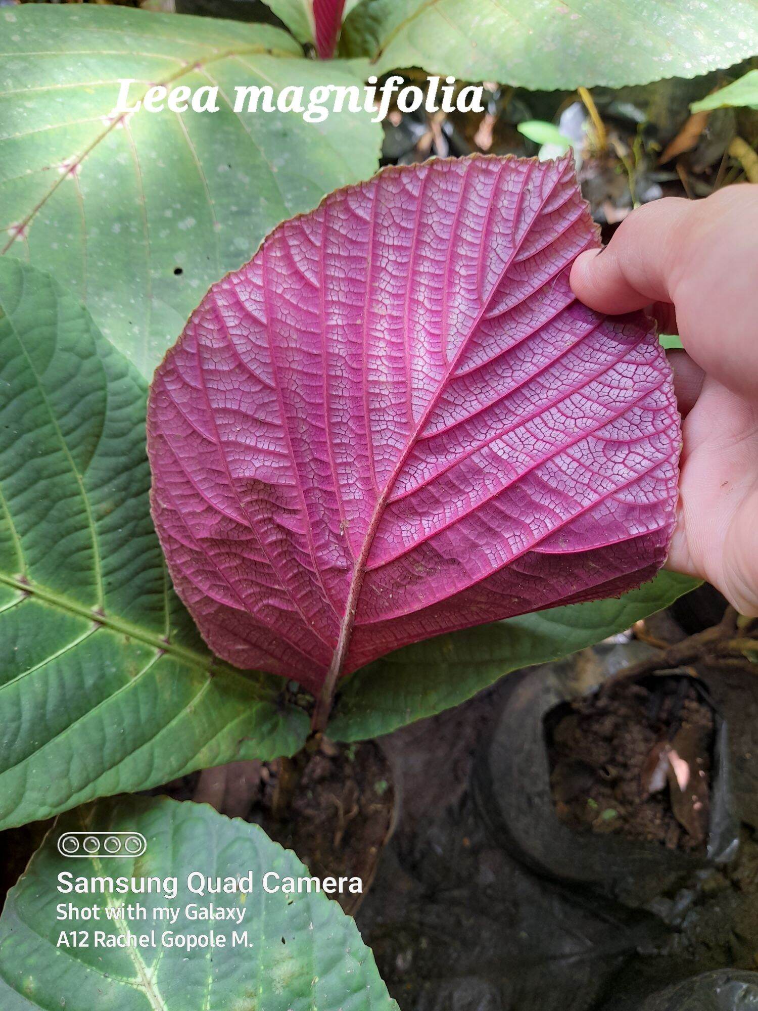 Leea magnifolia Rare tree | Lazada PH