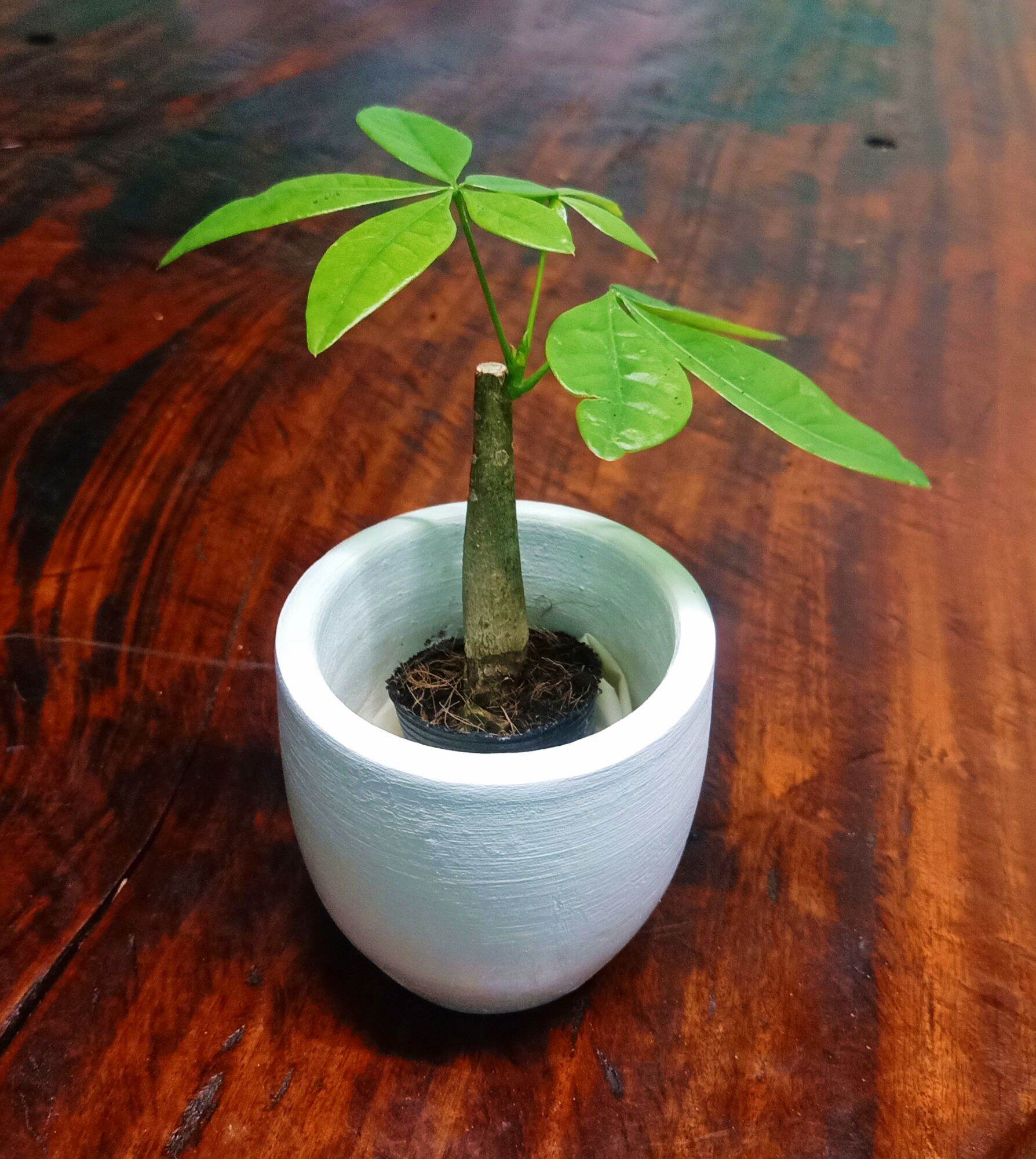 Money tree / Pachira aquatica Bonsai | Lazada PH