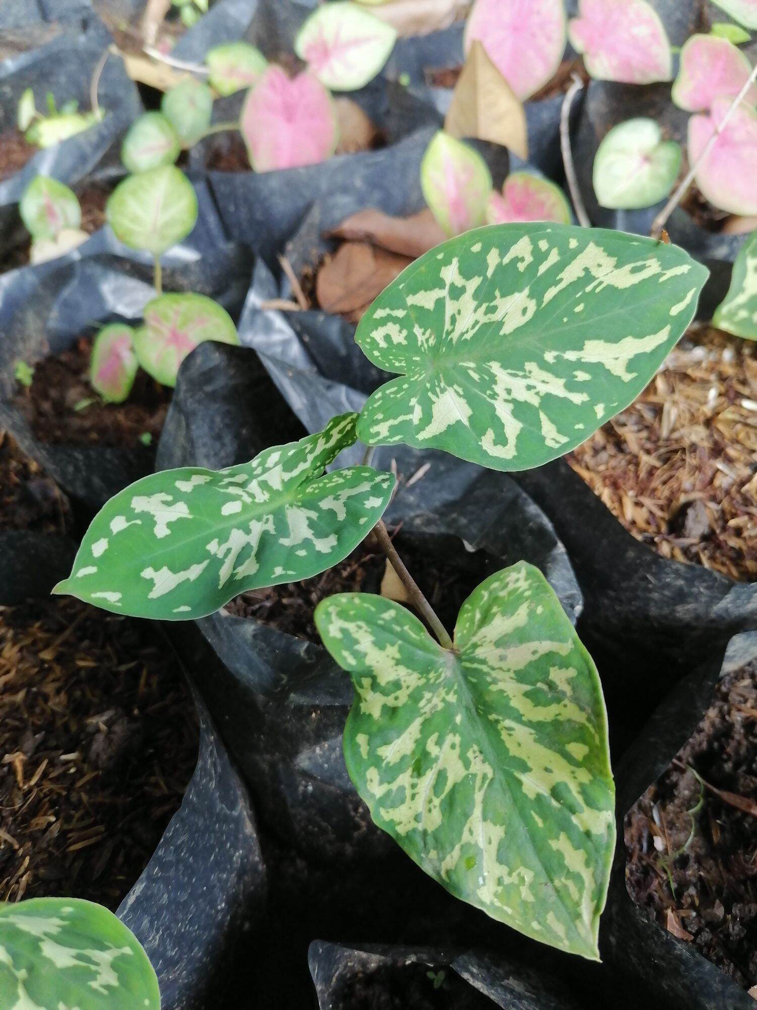 Rare And Common Caladium Plants | Lazada PH