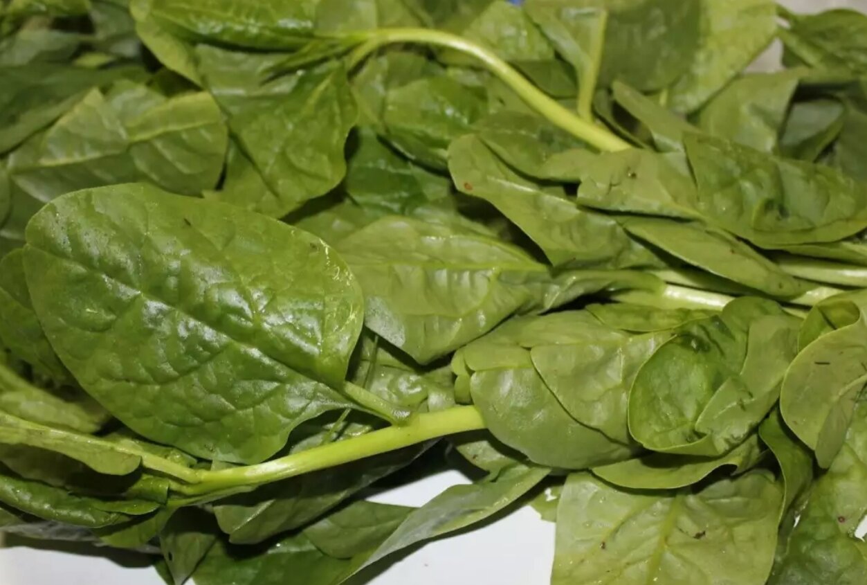 alugbati green leaves 50 pcs | Lazada PH