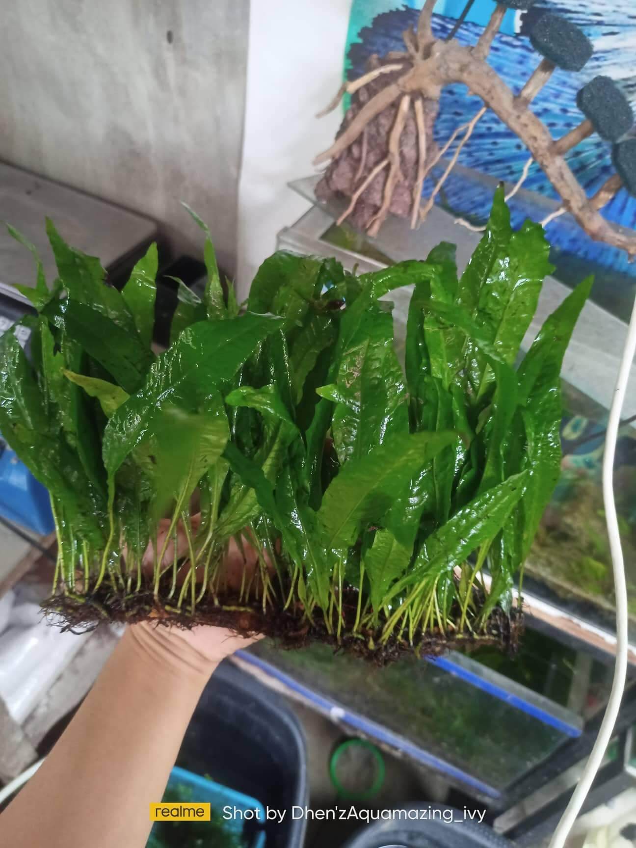 java fern big aquatic plants | Lazada PH