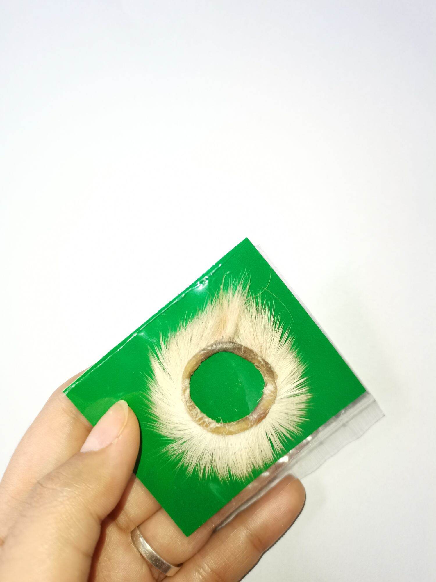 GOAT EYELASHES FOR MEN OR PAMPADULAS | Lazada PH