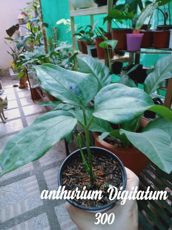 anthurium Digitatum | Lazada PH