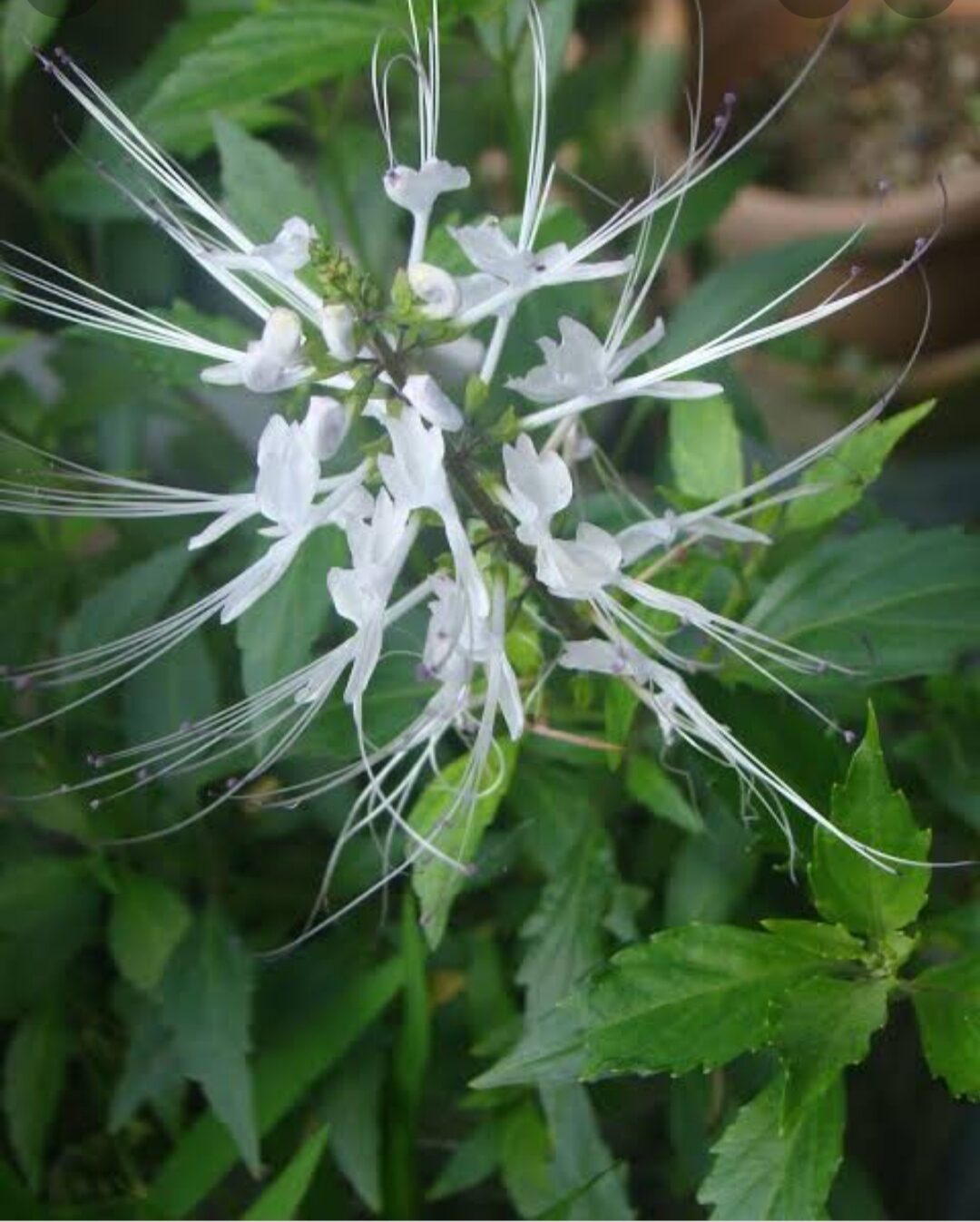 Taheebo live plant | Lazada PH