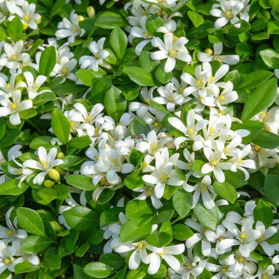 kamuning Orange Jasmine murraya panicula Luzon Buyers only | Lazada PH