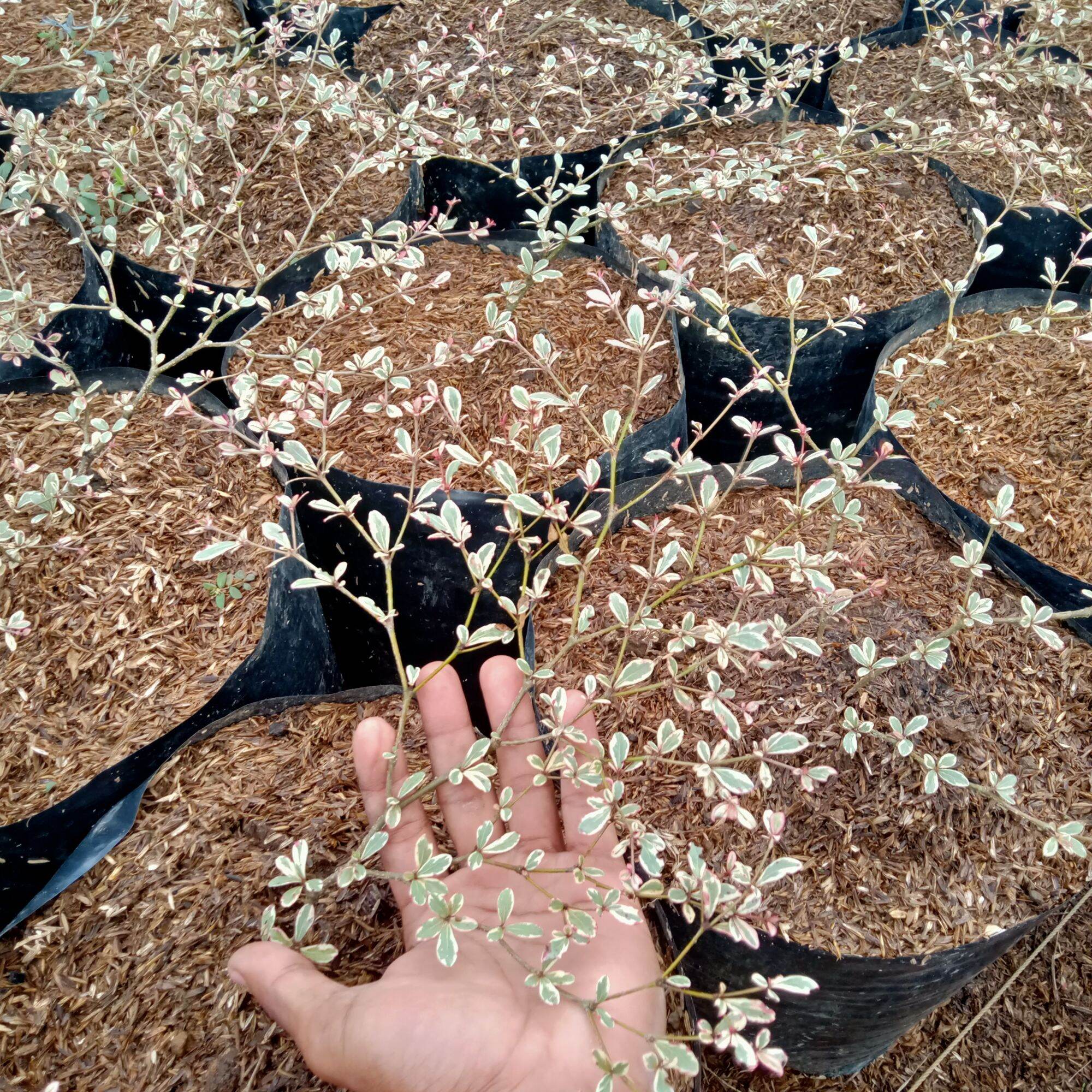 African Talisay with FREE fertilizer | Lazada PH