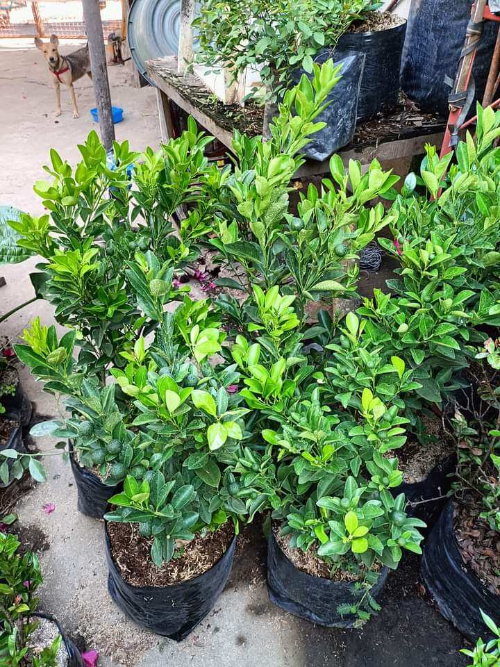 Live Plant Kalamansi Plant Calamansi Tree Indoor Plant Outdoor Plant ...