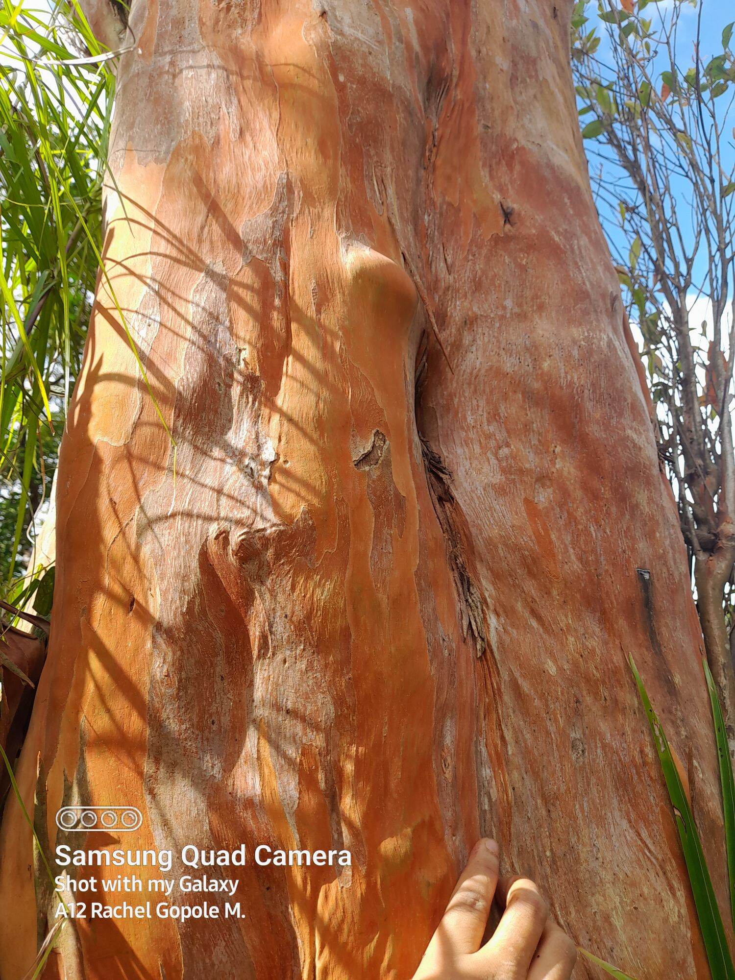Malabayabas Tristaniiopsis Decorticata Seedlings | Lazada PH