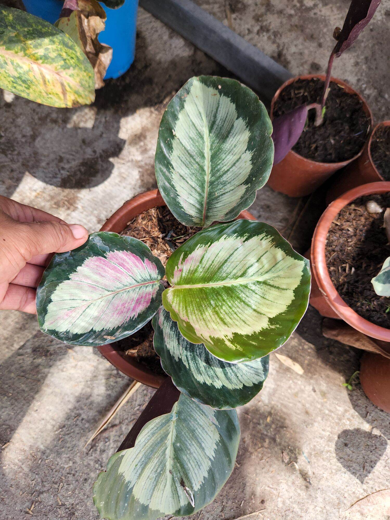Calathea, Maria,Rosy,Cora | Lazada PH