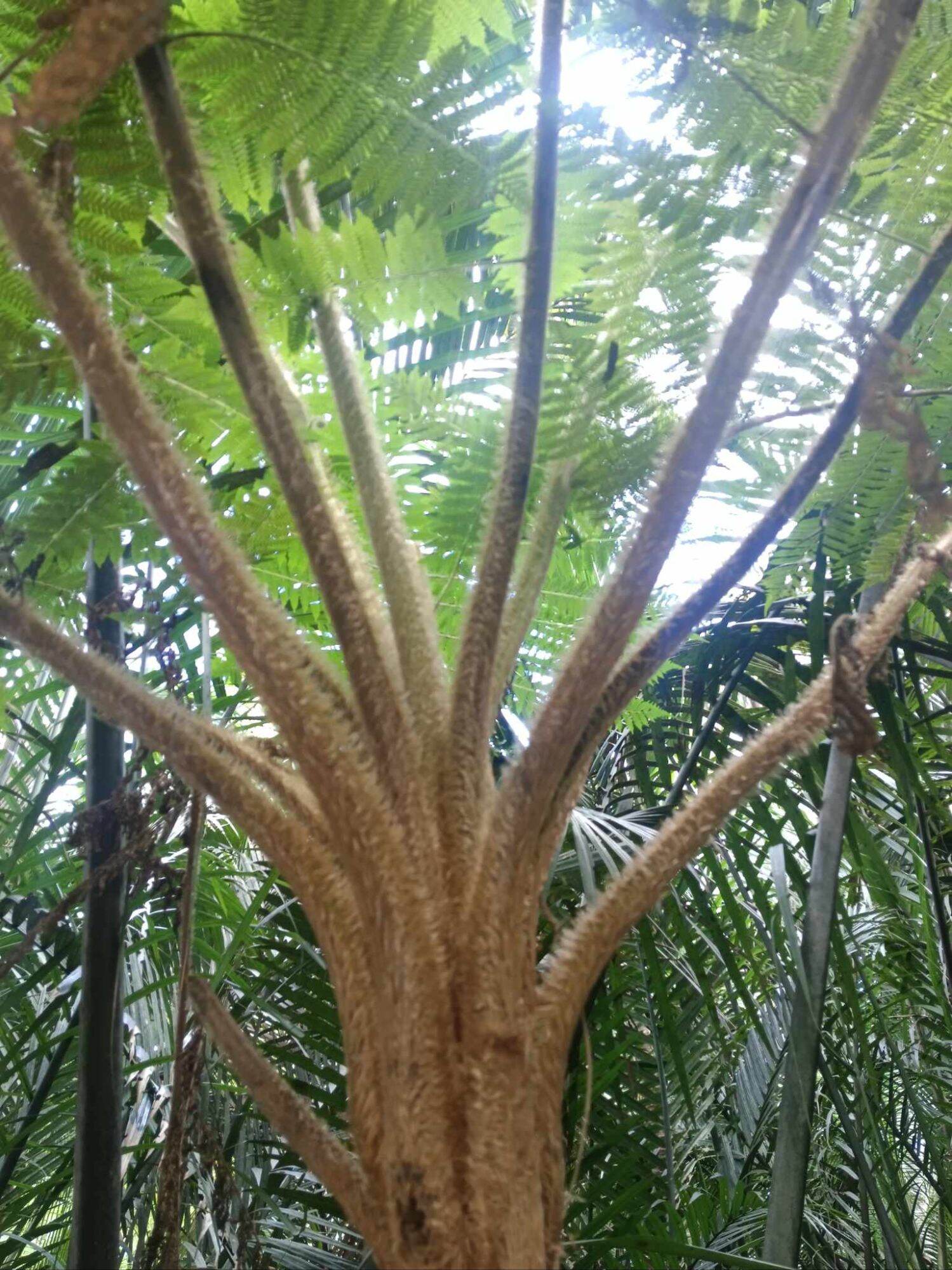 Red Golden Tree Fern/ Subrang Ganda | Lazada PH
