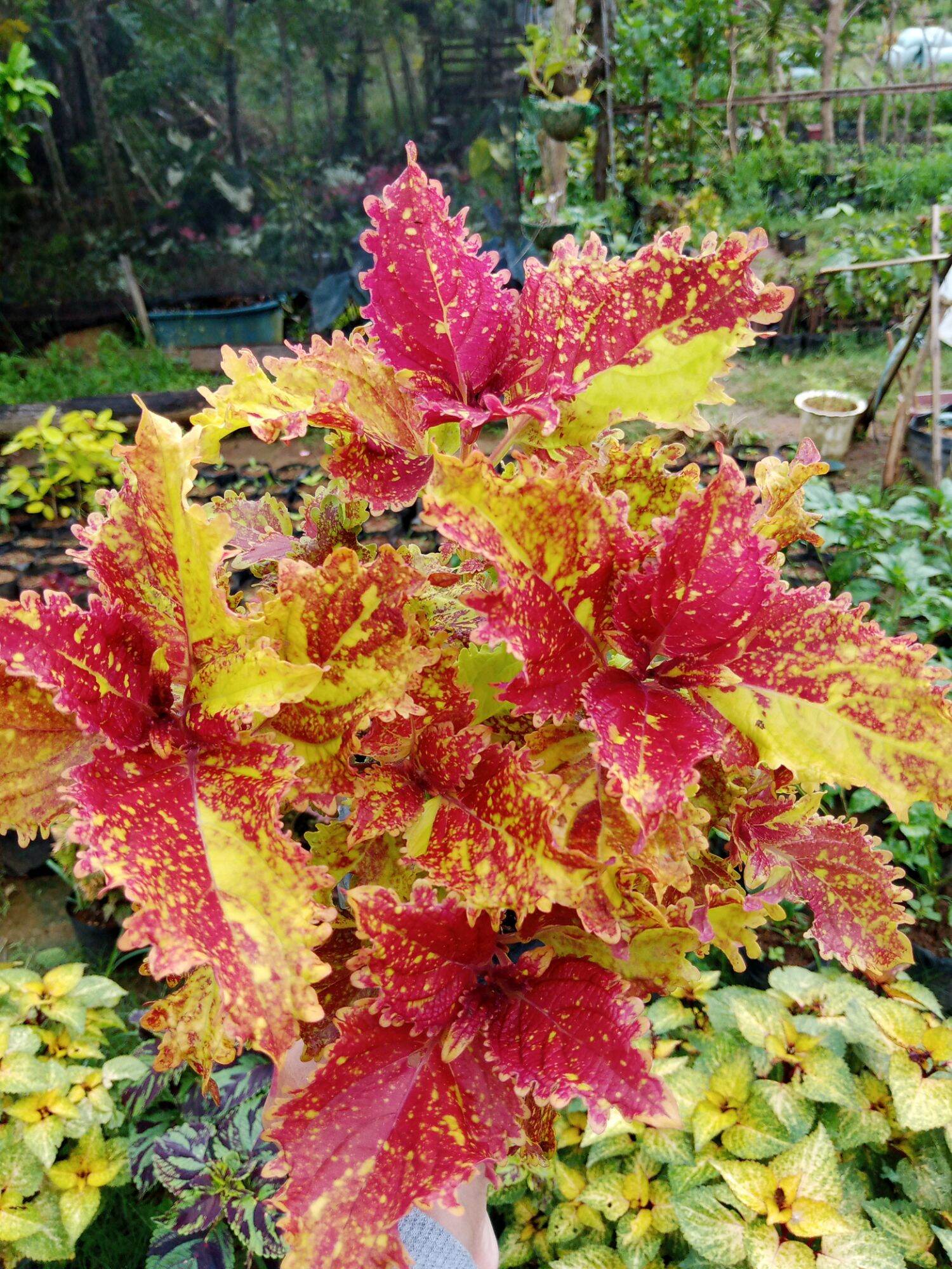 Mayana plant with FREE fertilizer | Lazada PH