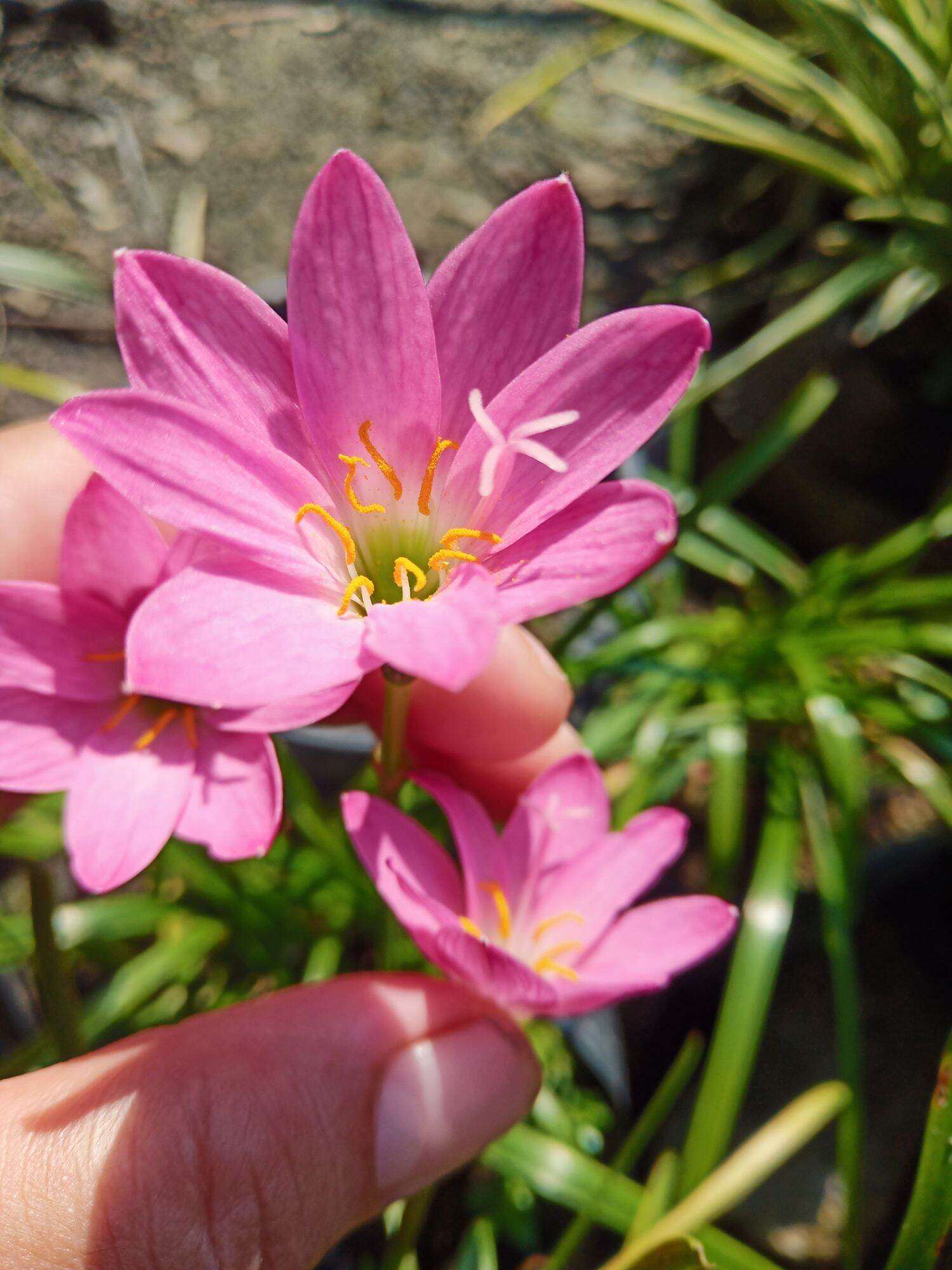 PRETTY PINK RAIN LILY (Zephyranthes minuta Plant) | Lazada PH