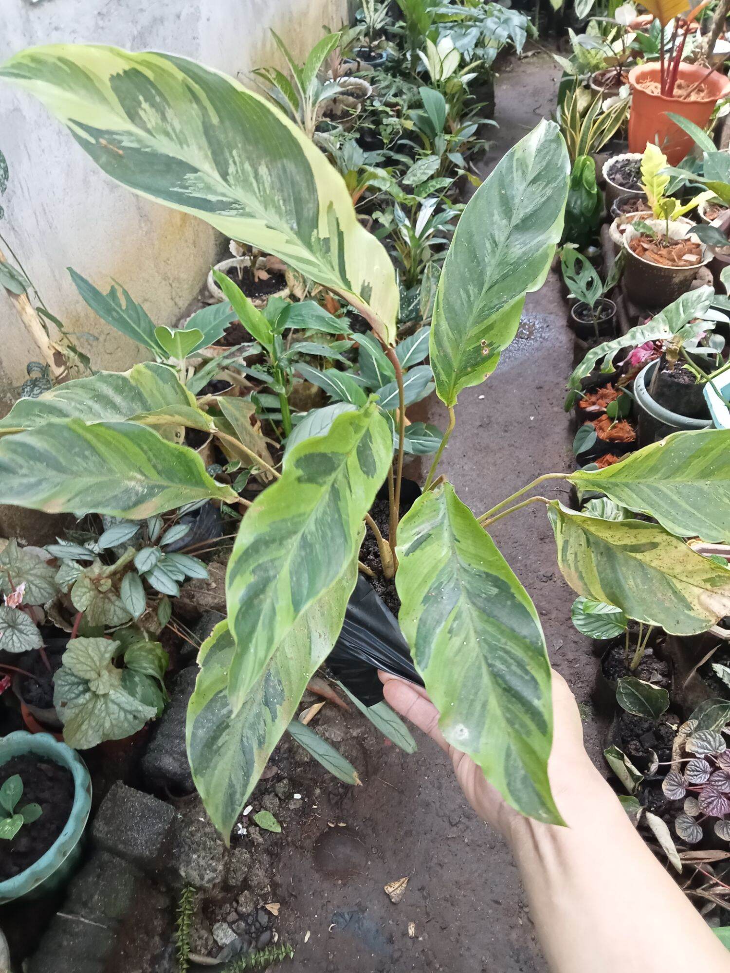 calathea yellow fusion | Lazada PH