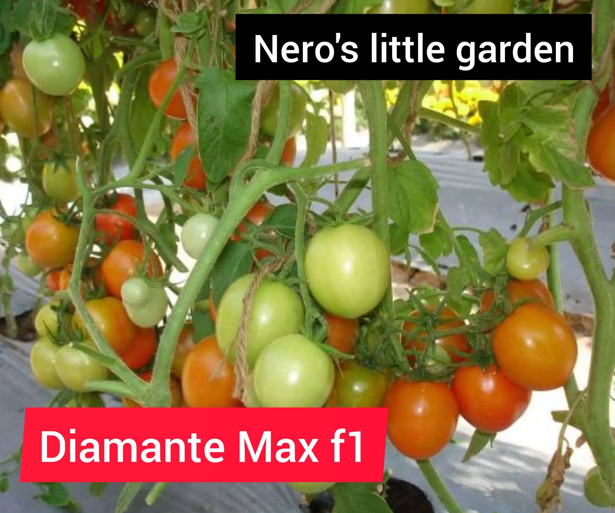 Nero's Diamante Max F1 Tomato Seeds (20 seeds) | Lazada PH