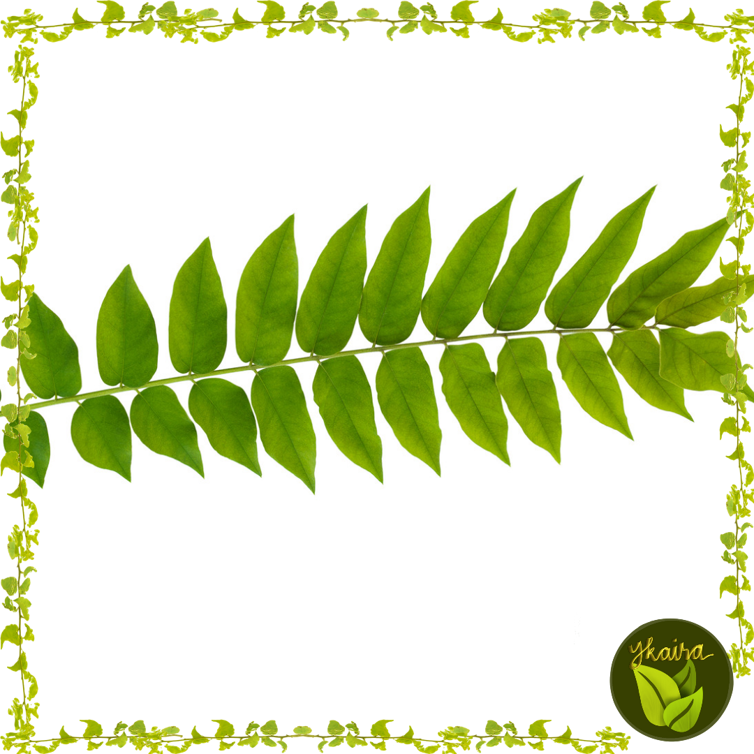 Dahon ng Kamias Fresh Leaves 100 Pieces | Lazada PH