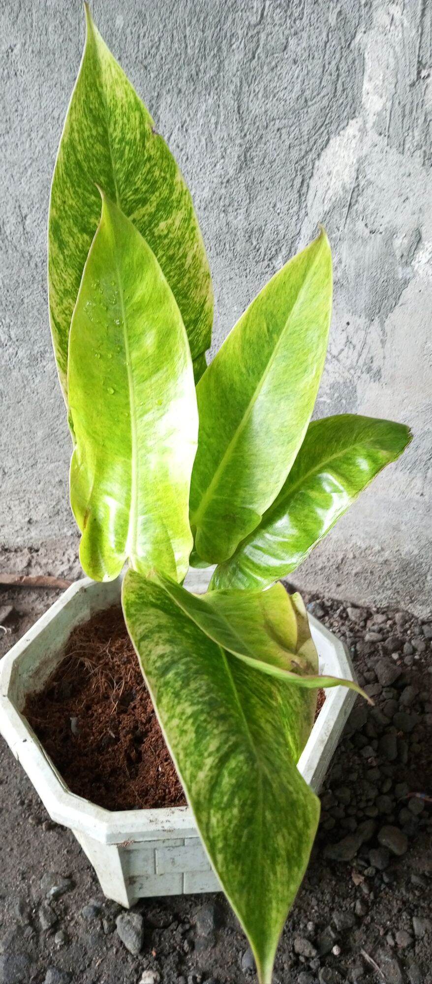 philodendron golden calkins | Lazada PH