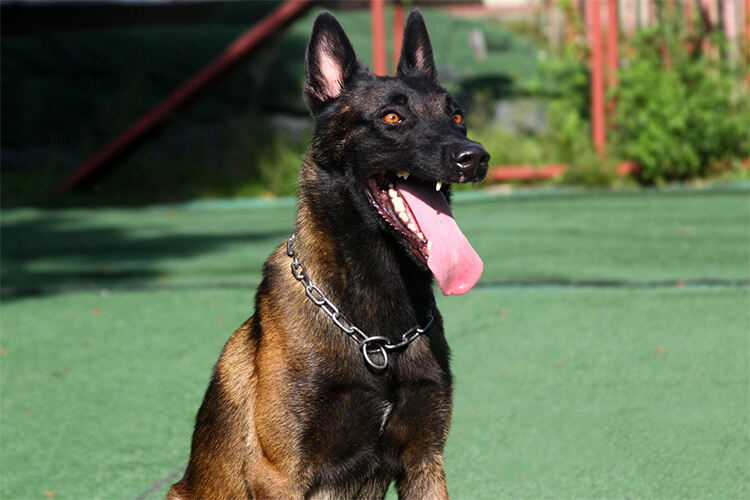 Dog Collar Dog Chain East German Dog Stainless Steel Square Neck Chain ...