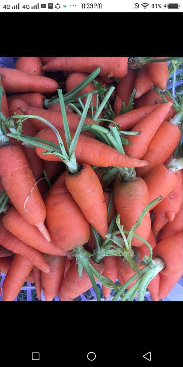 CARROTS (1 KILO PER ORDER) | Lazada PH