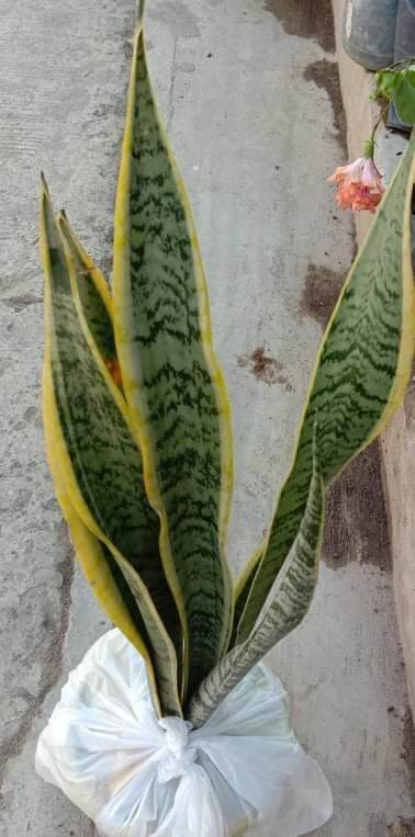 Snake Plant (Sansevieria Trifasciata Prain) | Lazada PH