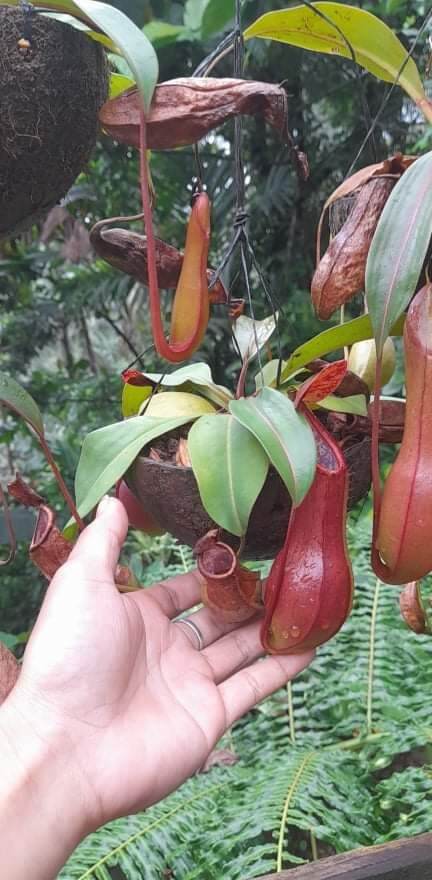 Nepenthes alata pitcher plants | Lazada PH