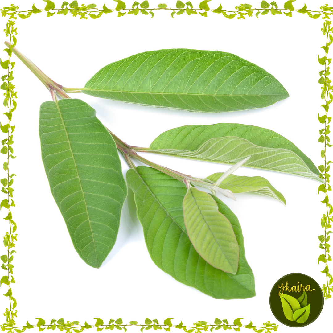 Dahon ng Bayabas Fresh Leaves 40 Pieces | Lazada PH