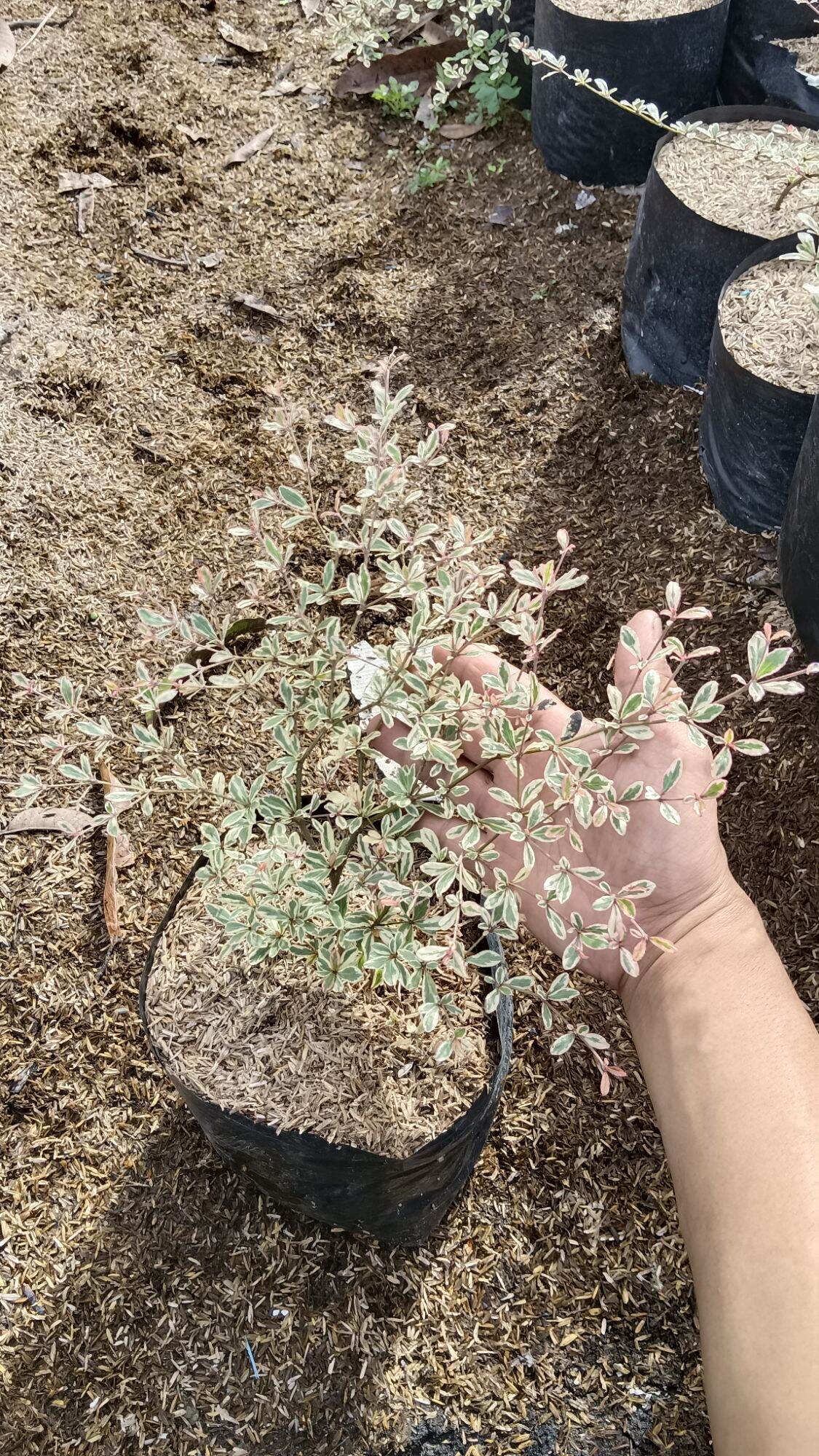 African Talisay Variegated Medium Size | Lazada PH