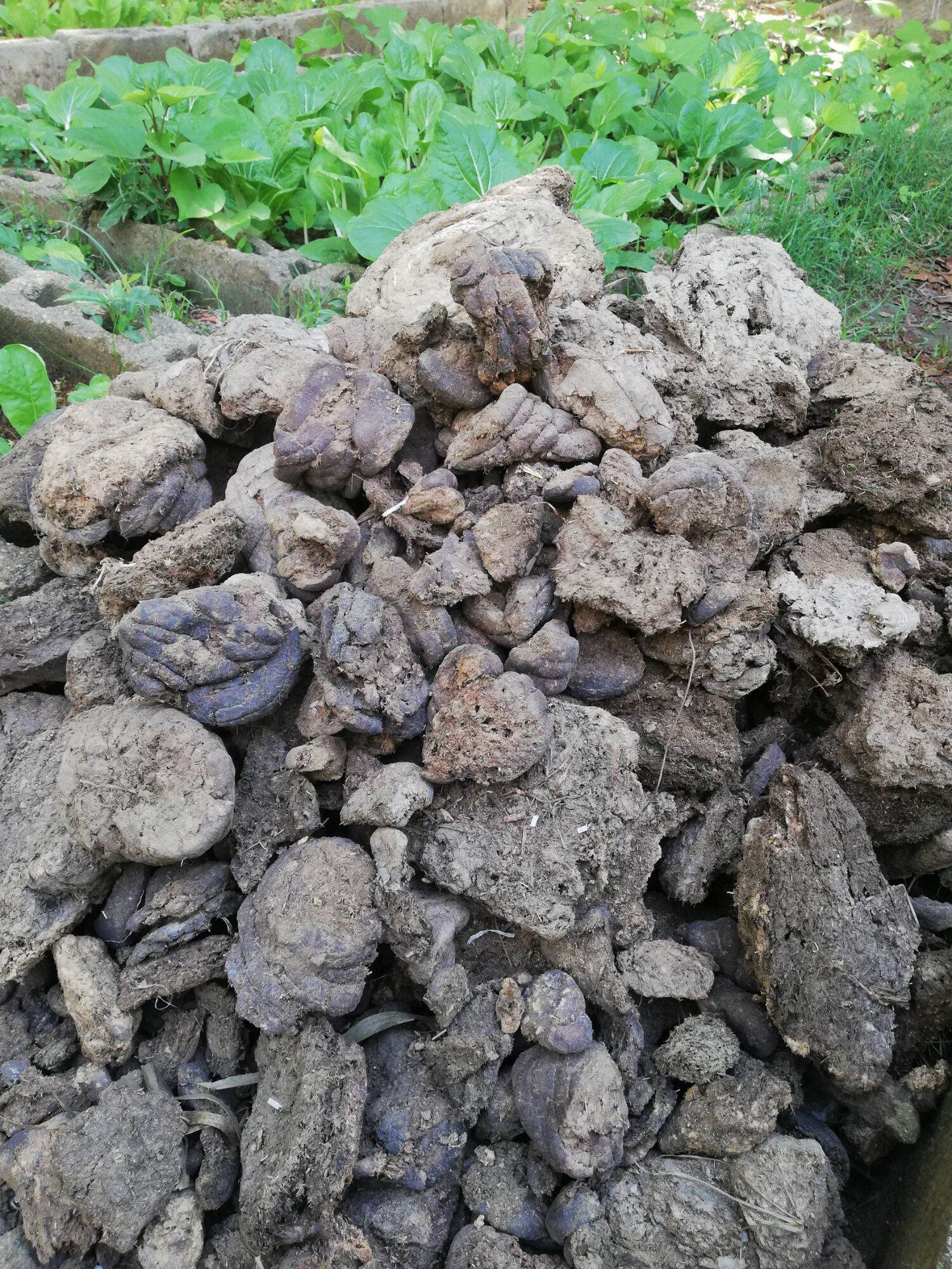 dried-carabao-cow-manure-organic-fertilizer-2kg-lazada-ph