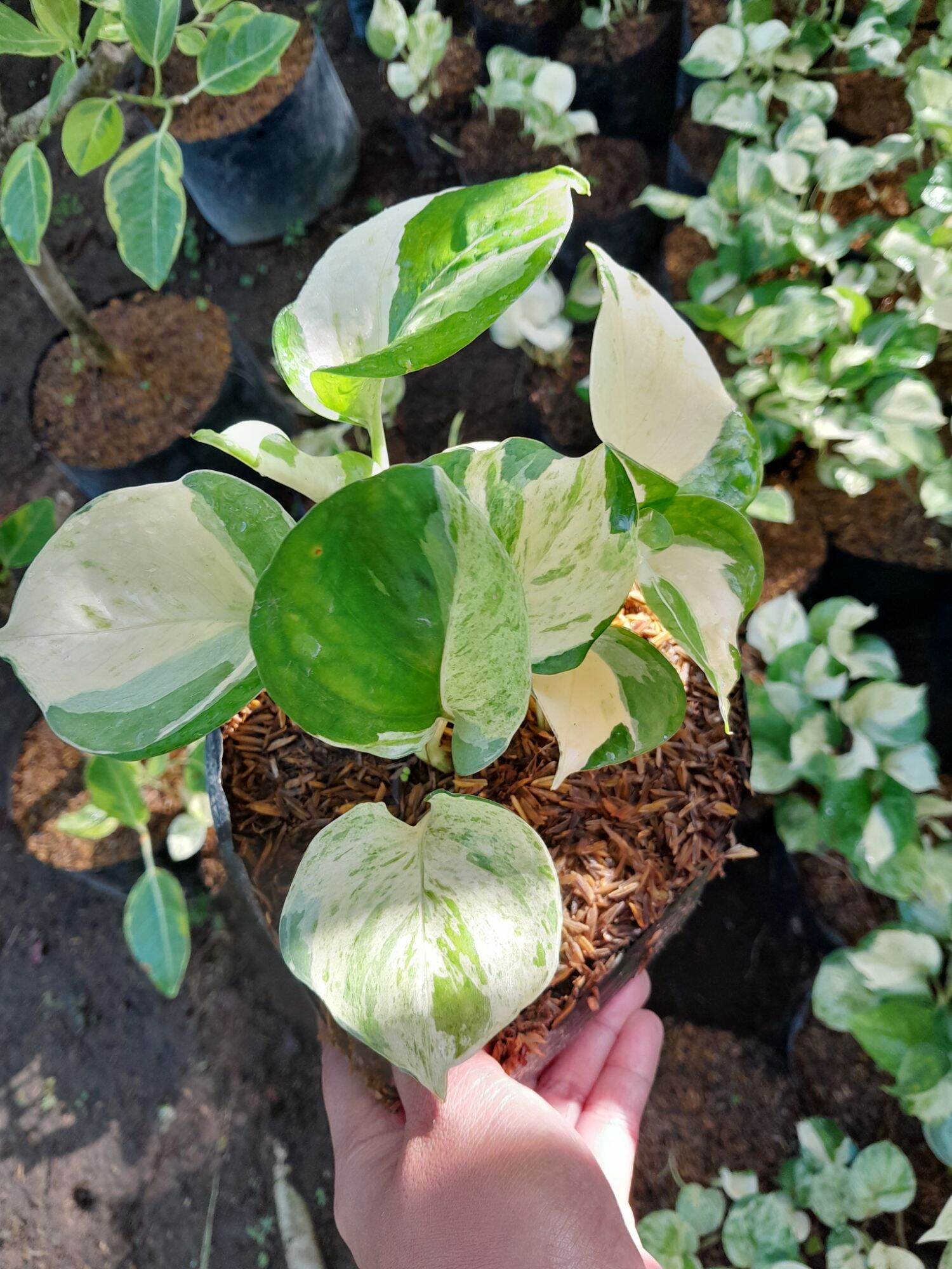 Manjula Pothos Live Plant | Lazada PH