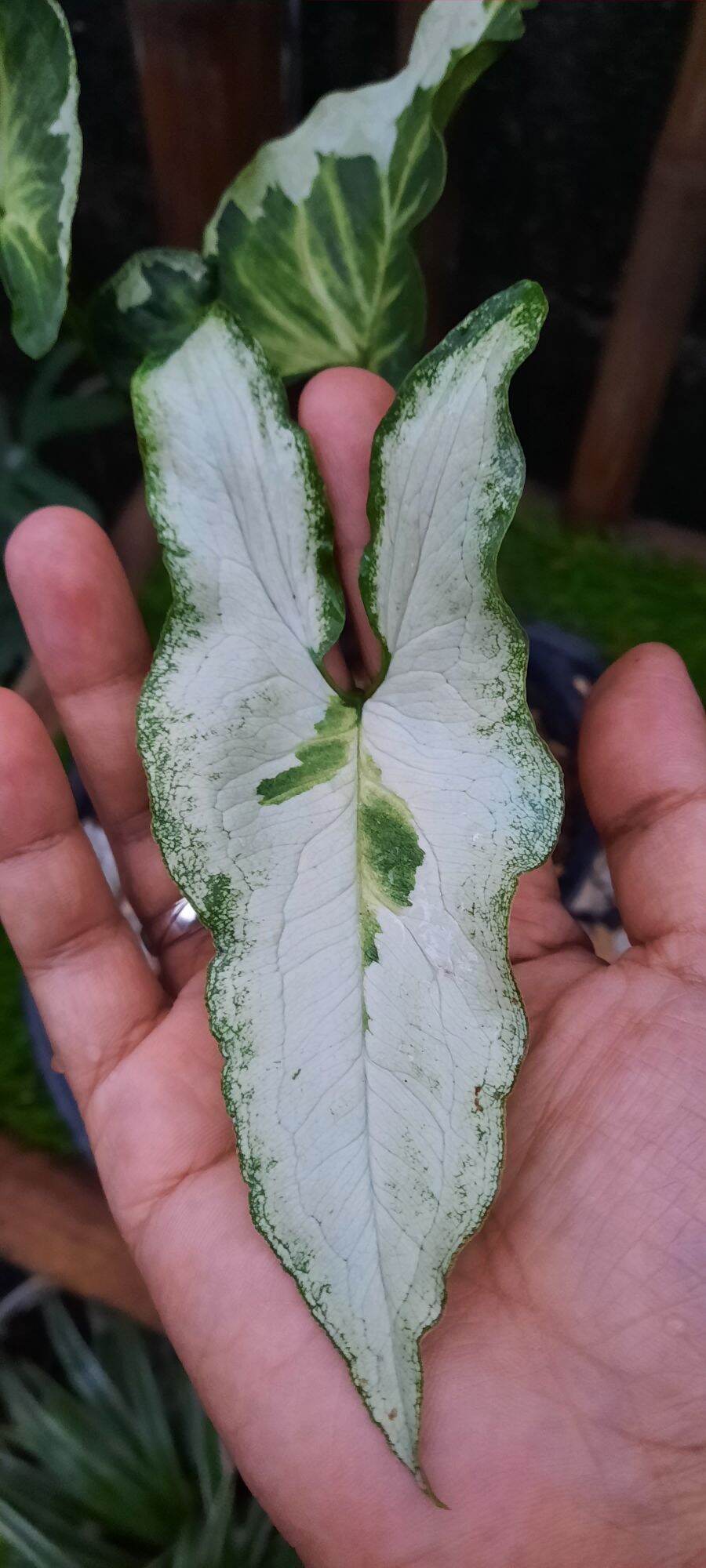 Syngonium Magic Marble - Rare - Happy, stable and healthy. Live plant ...