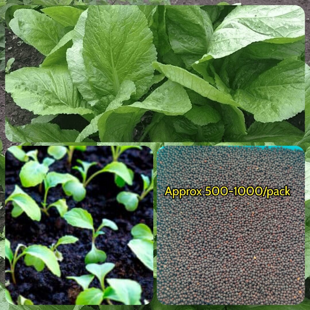 Mustasa Seeds for planting | Lazada PH