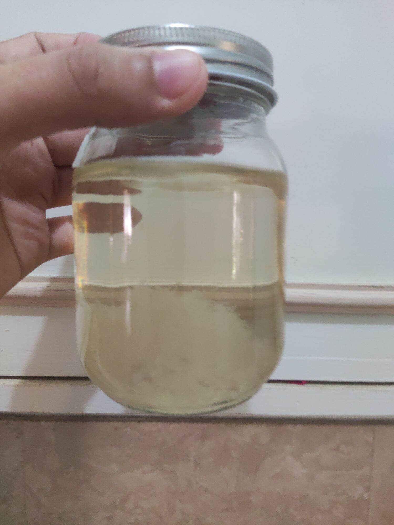 Ps. Cubensis Liquid Culture | Lazada PH