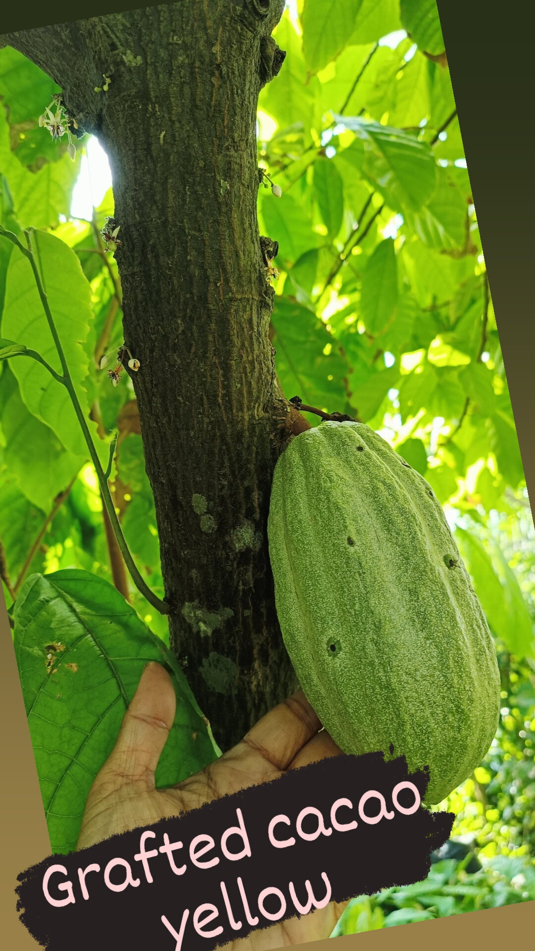 Grafted Cacao Yellow seedlings sweet chocolate | Lazada PH