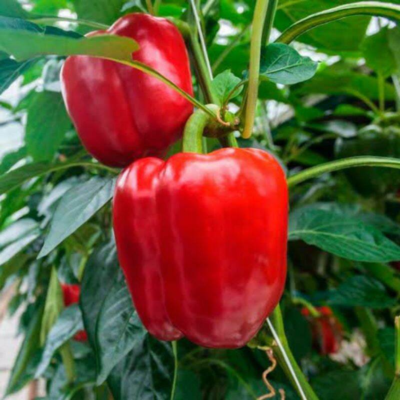 Sili lara/Sili labuyo/Sili Pansigang seedlings | Lazada PH